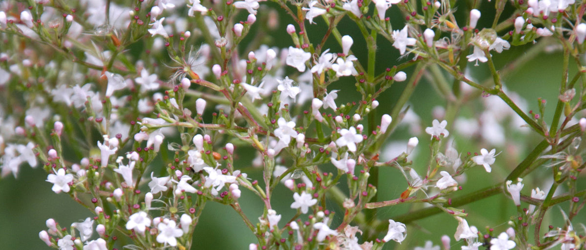 Soothing Your Canine Companion: The Power of Valerian and Hemp – Pet Wiz